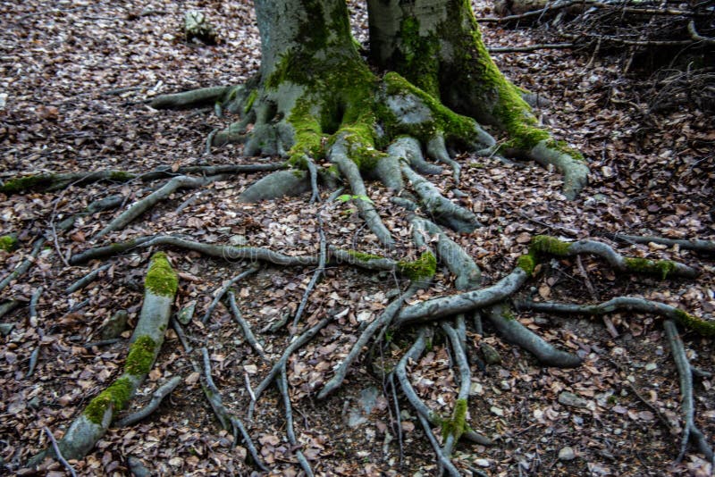Deciduous Trees with Spreading Gnarled Roots Stock Photo - Image of ...