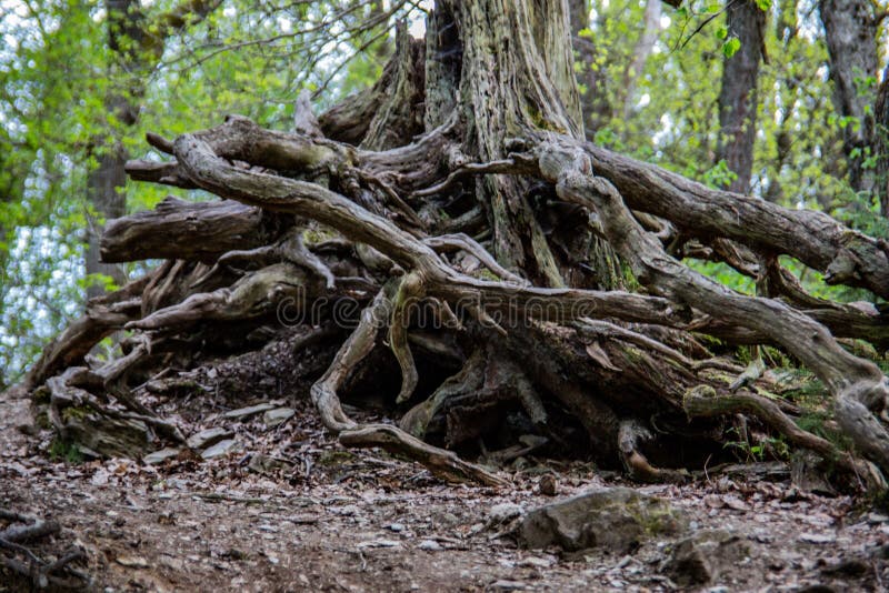 Gnarled roots stock photo. Image of life, earth, herb - 60020482