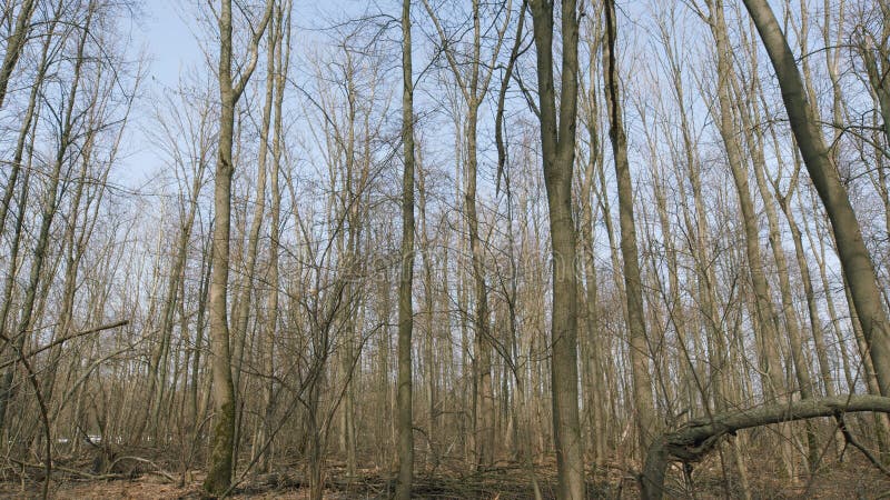 Deciduous Trees in Spring Season. Smoothly Moving between Trees. Gimbal ...