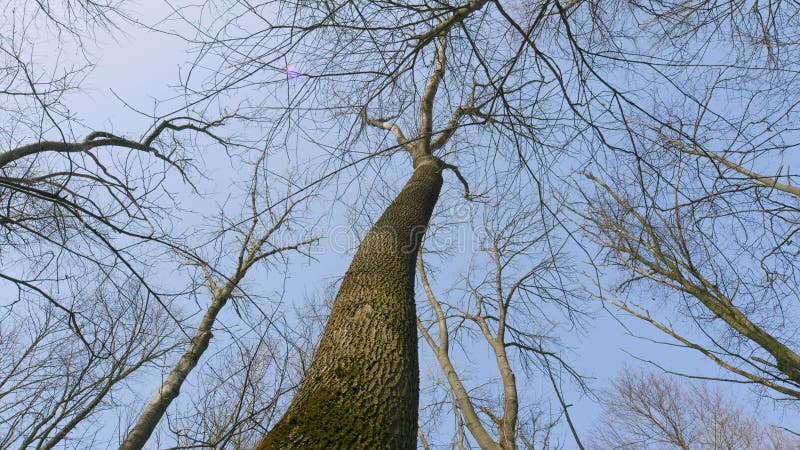 Deciduous Trees in Spring Season. Smoothly Moving between Trees. Gimbal ...