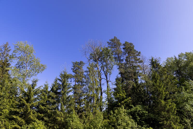 Deciduous Trees in Spring in Sunny Windy Weather Stock Image - Image of ...