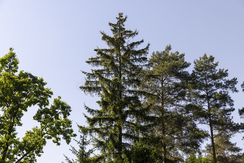 Deciduous Trees in Spring in Sunny Windy Weather Stock Photo - Image of ...