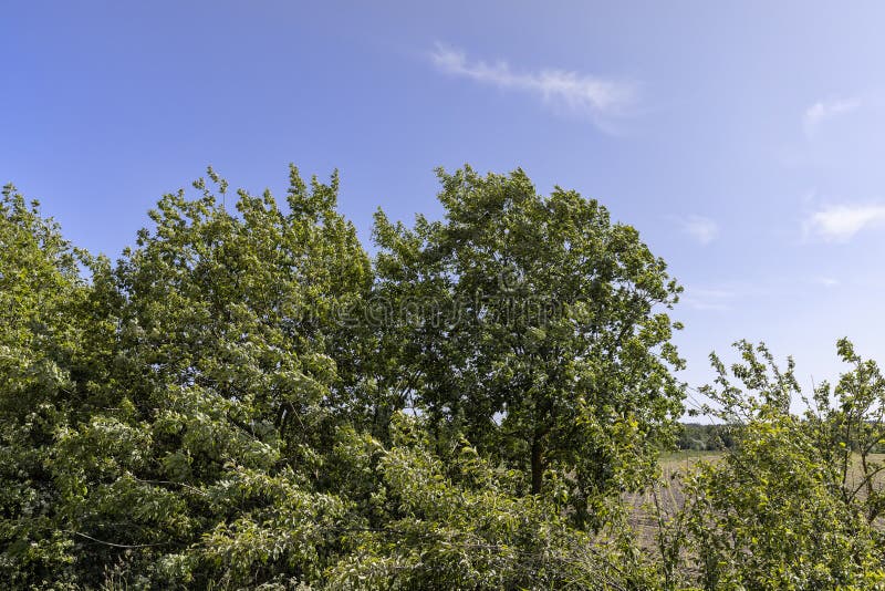 Deciduous Trees in Spring in Sunny Windy Weather Stock Image - Image of ...