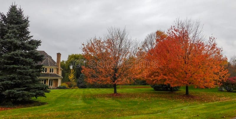 Deciduous Trees in the Suburb Stock Image - Image of grass, leaf: 132189865