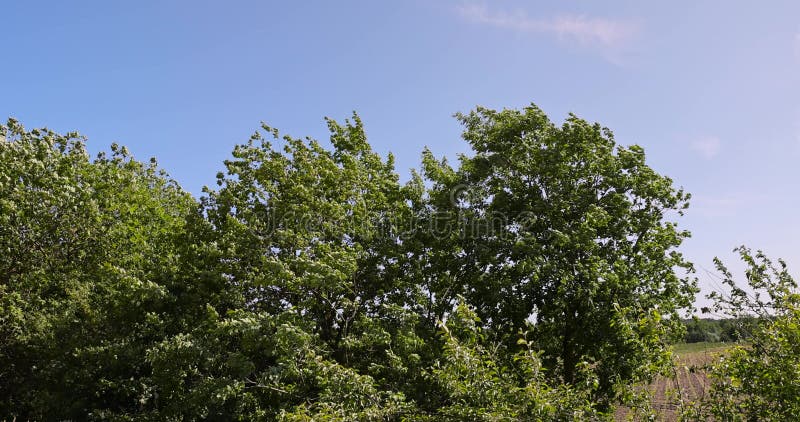 A Rural Area with Different Deciduous Trees in a Mixed Forest Stock ...