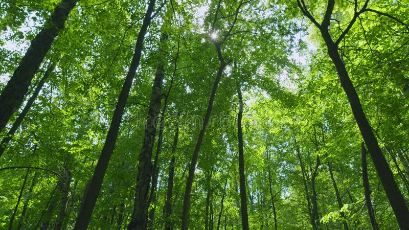 Deciduous Trees in Summer Season. Smoothly Moving between Trees. Gimbal ...