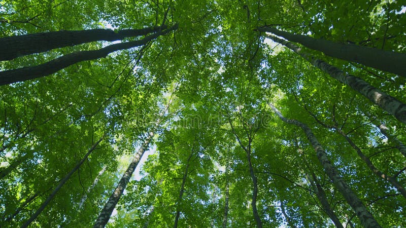 Deciduous Trees in Summer Season. Smoothly Moving between Trees. Moves ...