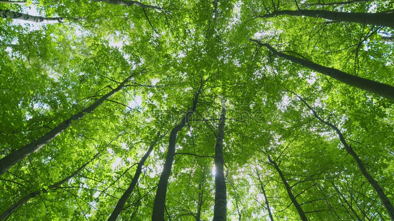 Deciduous Trees in Summer Season. Smoothly Moving between Trees. Moves ...