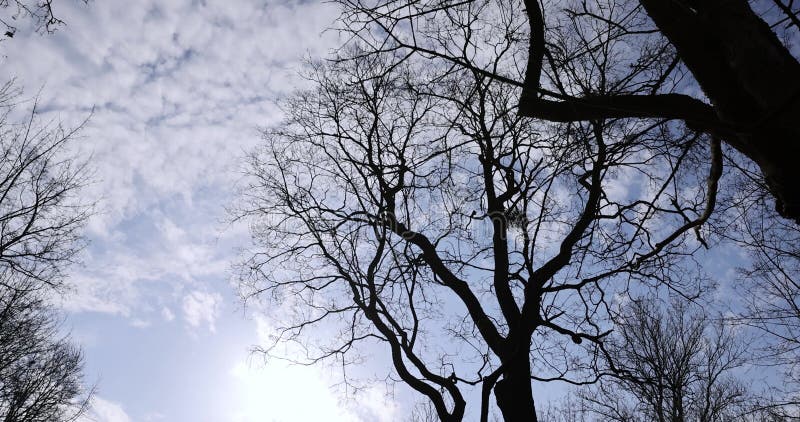 Deciduous Trees in Sunny Weather in Early Spring Stock Video - Video of ...