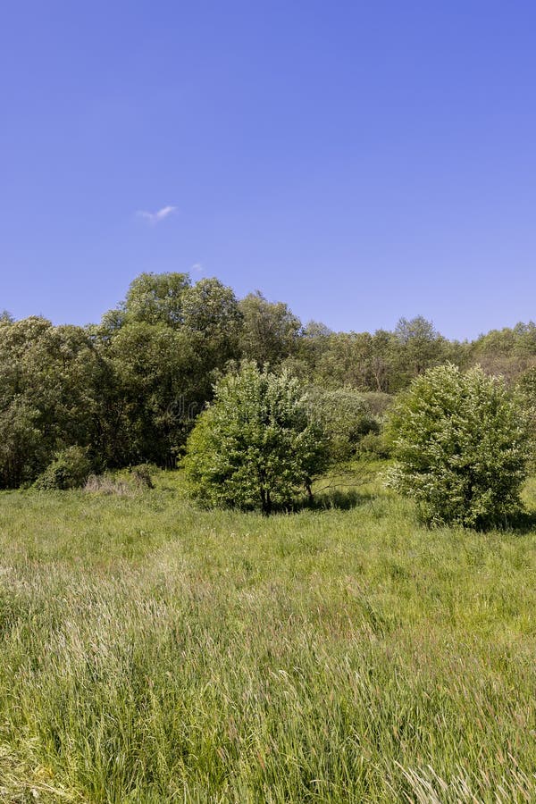 Deciduous Trees in Windy Weather in Swaying Foliage Stock Photo - Image ...