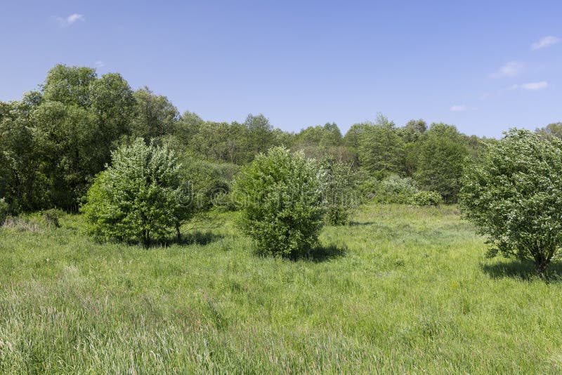 Deciduous Trees in Windy Weather in Swaying Foliage Stock Image - Image ...