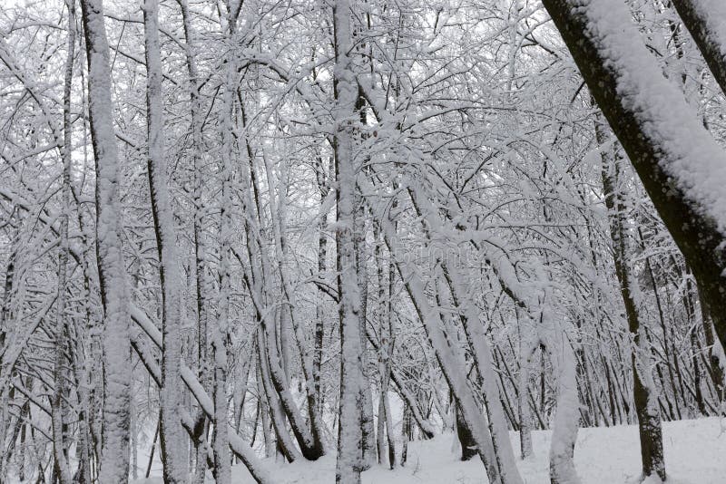 Deciduous Trees in Winter, Cold Frosty Winter Weather Stock Image ...