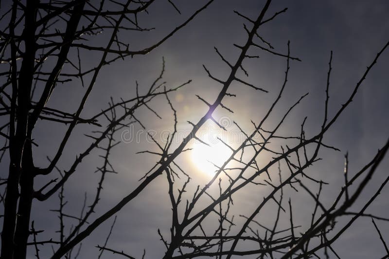 Deciduous Trees in Winter during the Day in Sunny Weather Stock Image ...