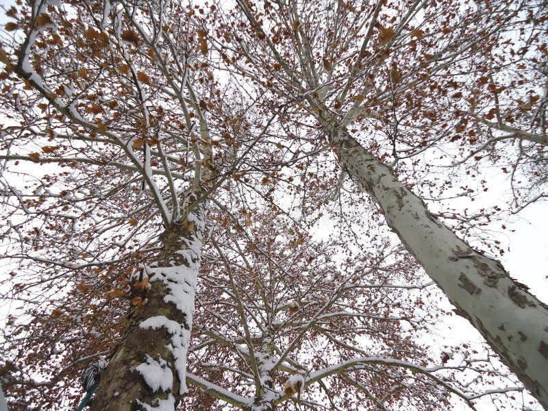 Deciduous Trees in Winter, Novi Sad, Serbia Stock Image - Image of ...