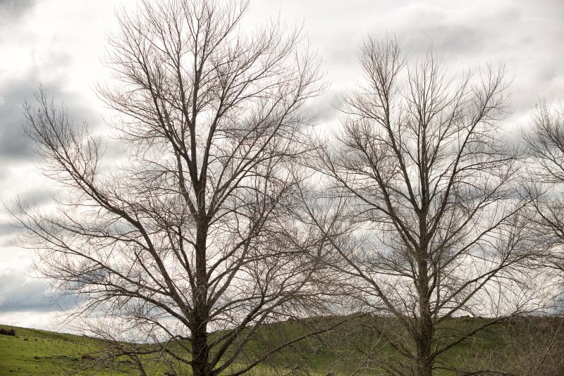 Deciduous trees in winter stock photo. Image of australia - 81206280