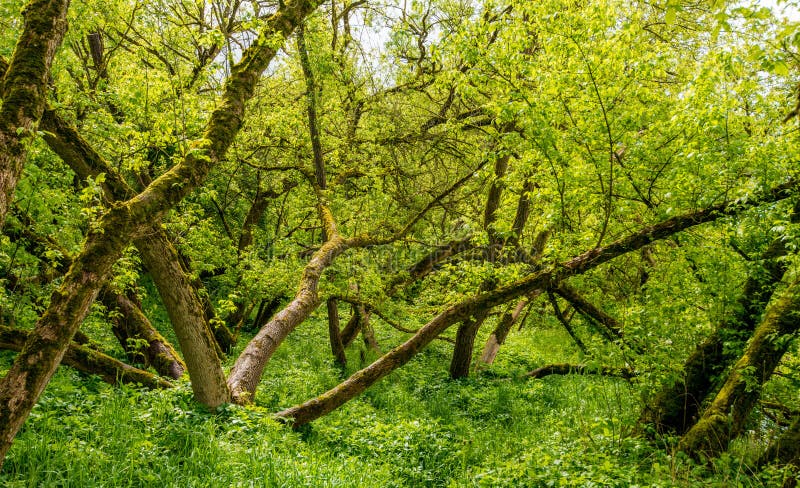 Messy Broken Tree in Green Forest Stock Photo - Image of groken, trees ...