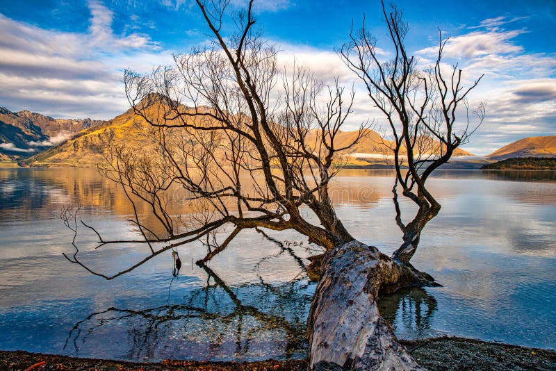 Deciduous Willow Tree Growing Out of the Water at the Edge of Lake ...