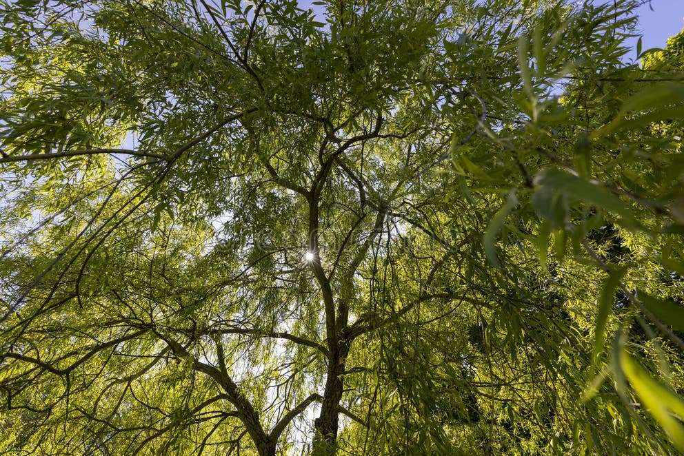 Deciduous Willow Tree in Spring Stock Photo - Image of beautiful ...