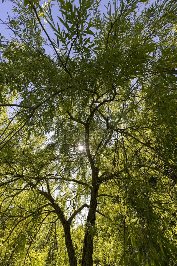 Deciduous Willow Tree in Spring Stock Photo - Image of country, plant ...