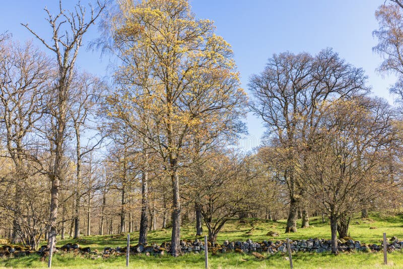Deciduous Woodland with Budding Trees at Spring Editorial Photo - Image ...