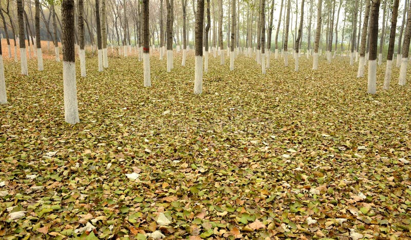 Deciduous woods stock image. Image of leaf, material - 17051631