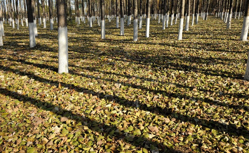 Deciduous woods stock image. Image of material, biome - 17100671