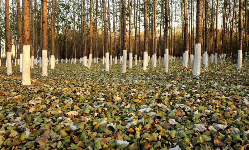 Deciduous woods stock image. Image of material, biome - 17100671