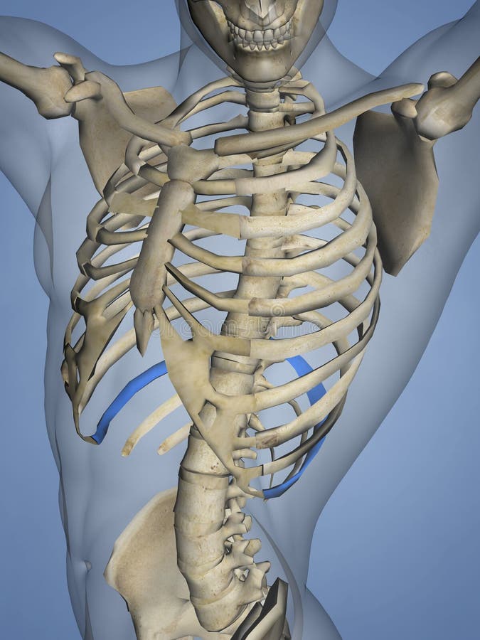 Decima Costola, Rib Cage, Modello 3D Illustrazione di Stock ...