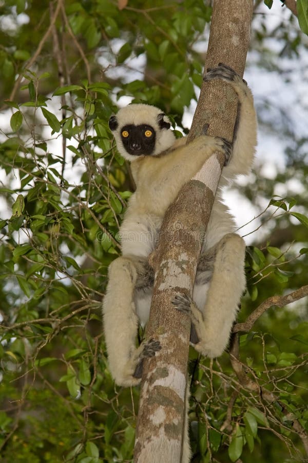 Decken s Sifaka stock image. Image of endangered, decken - 7996019
