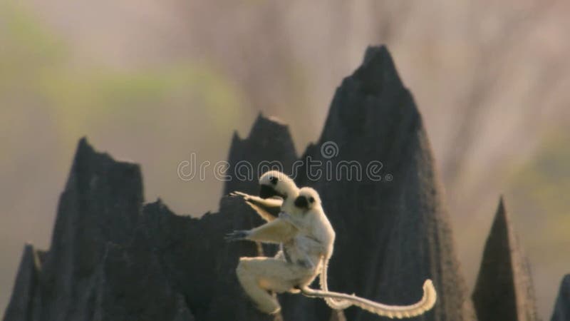 Deckens Sifaka Jumping on Razor Sharp Spires Stock Footage - Video of ...