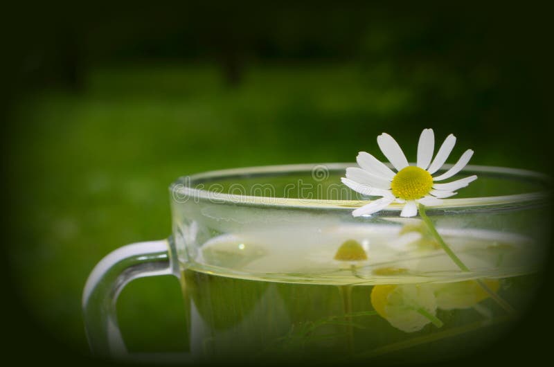 Decoction with the Chamomile Stock Image - Image of beauty, closeup ...