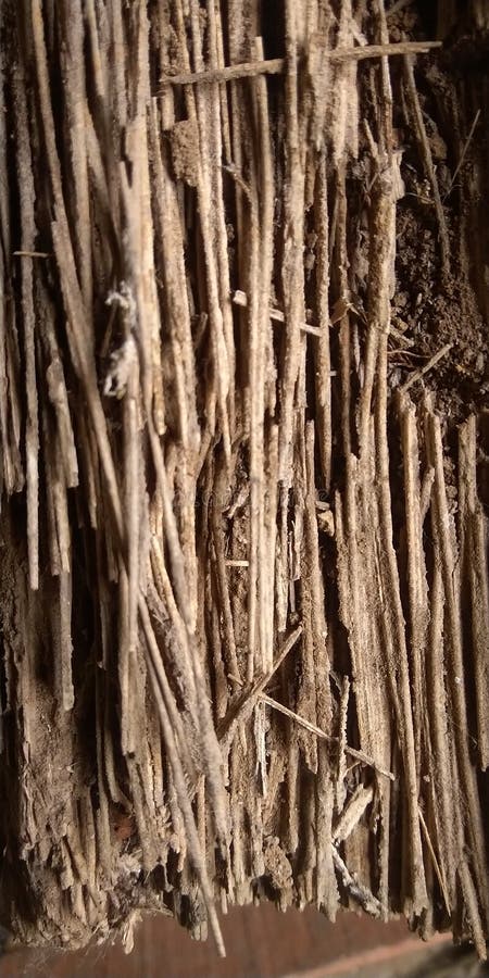 Decomposed coconut wood stock photo. Image of tropic - 201946080