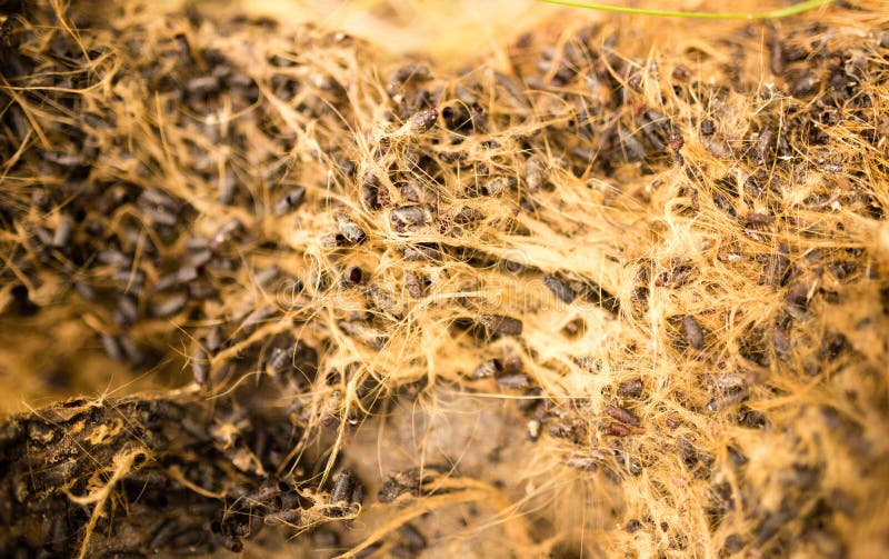 Decomposed Corpse of the Beast in Nature Stock Image - Image of ...