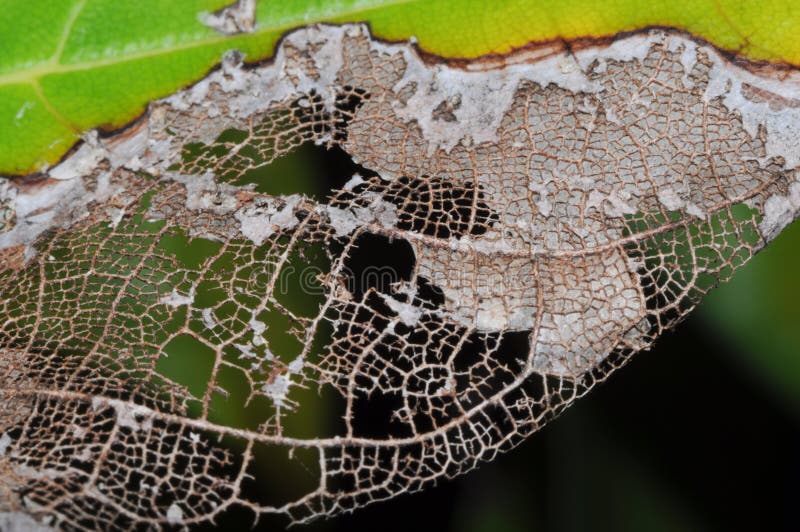 Decomposed Leaf stock image. Image of dead, back, decomposed - 39122301