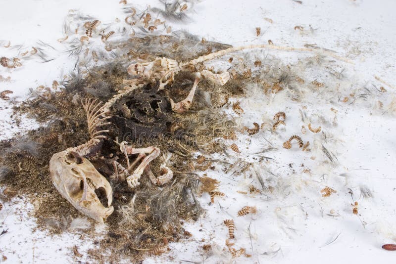 Dead mouse stock photo. Image of contracted, grim, extinguished - 8031402