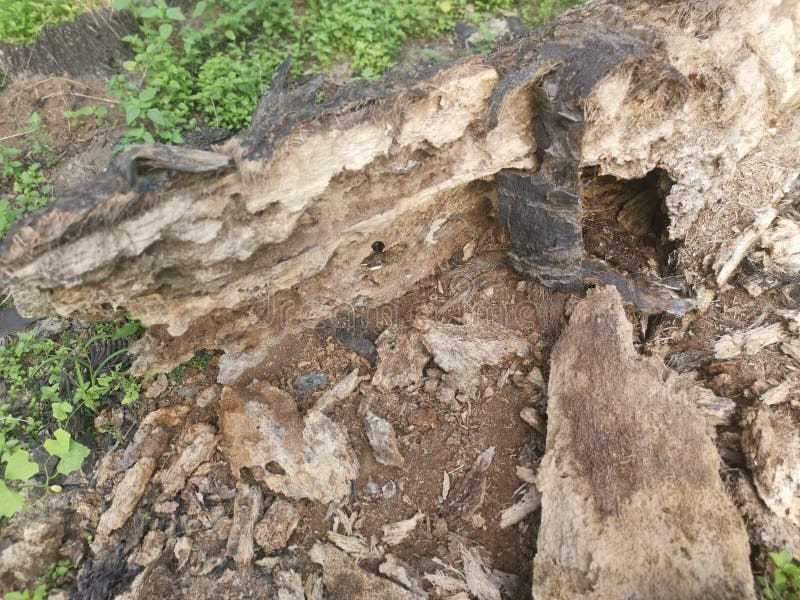 Decomposed Oil Palm Tree Trunk Lying on the Meadow Stock Image - Image ...