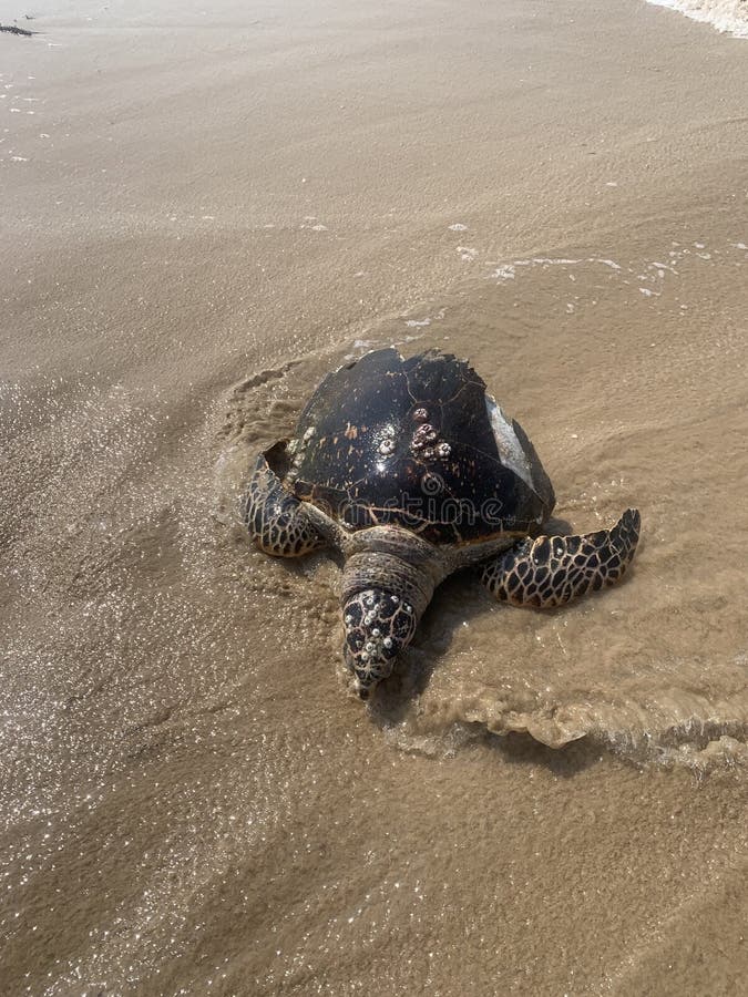 Decomposed Sea Turtle Washed Up on the Beach Stock Photo - Image of ...