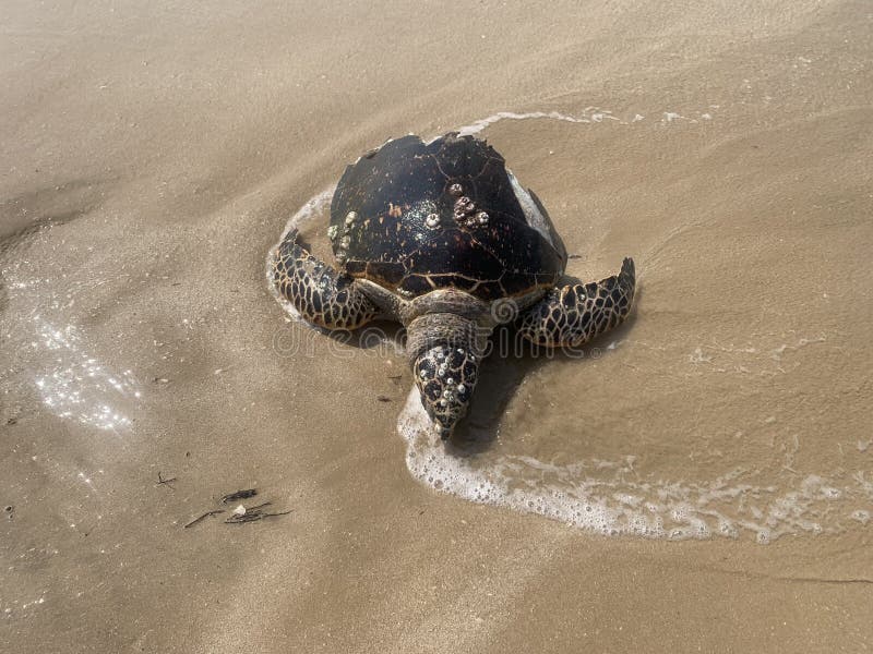 Decomposed Sea Turtle Washed Up on the Beach Stock Photo - Image of ...