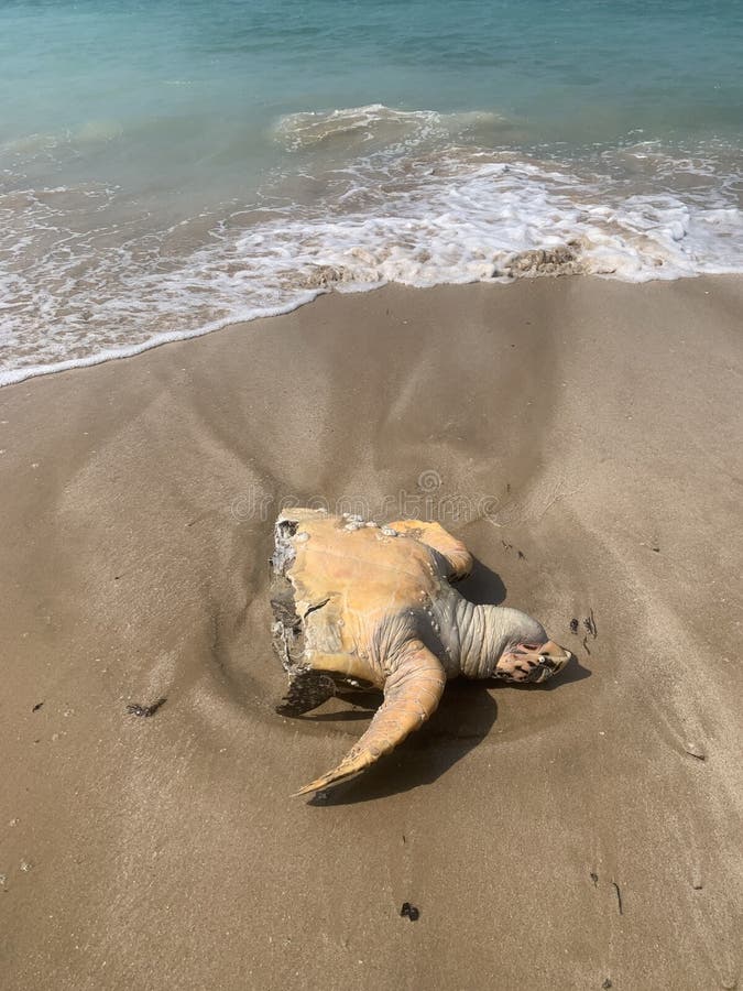 Decomposed Sea Turtle Washed Up on the Beach Stock Photo - Image of ...