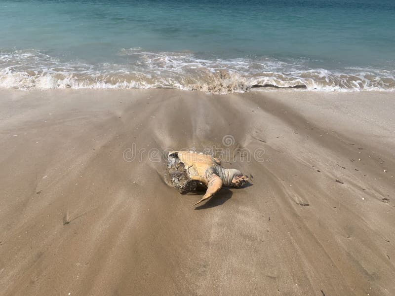 Decomposed Sea Turtle Washed Up on the Beach Stock Image - Image of ...