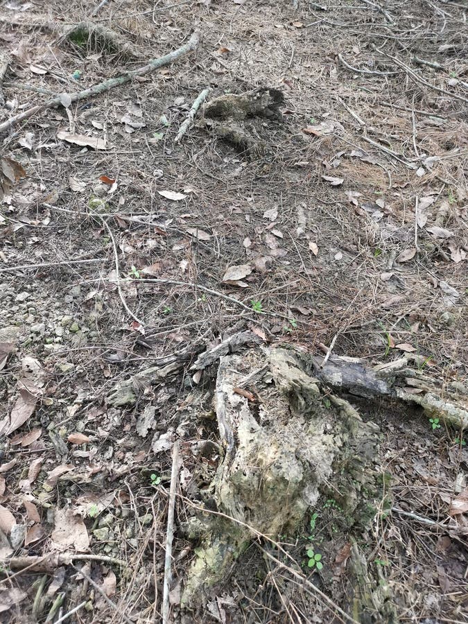 Decomposed Wood on the Arid Ground Stock Image - Image of brown ...