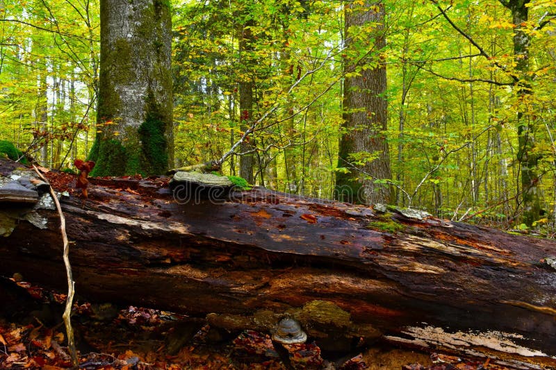 Decomposing Fallen Tree with Mushrooms and Beech and Fir Tree Trunks ...