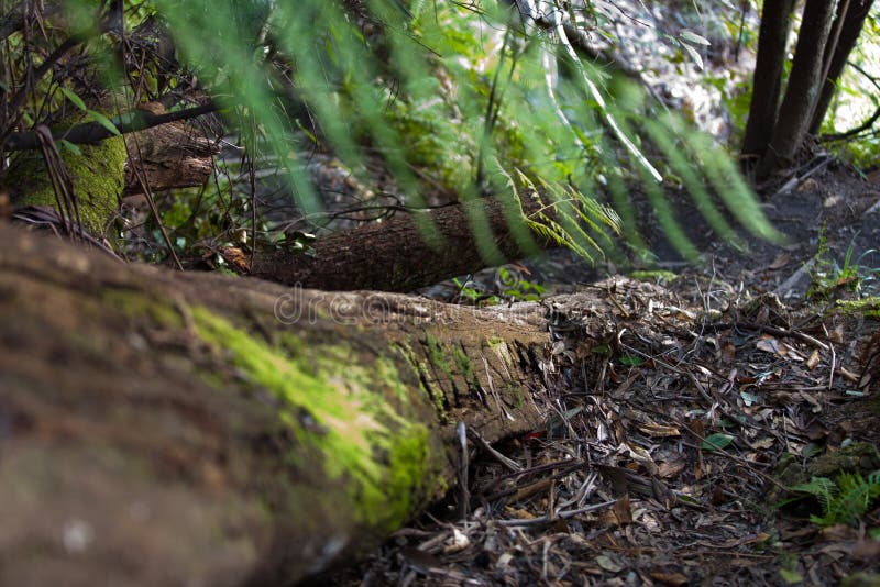 Decomposing Log in the Forest Stock Image - Image of mountains ...