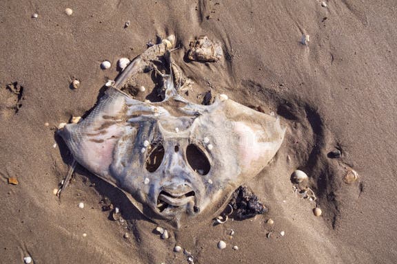 A Decomposing Ray on Beach Looking Sad Like a Face. Stock Photo - Image ...