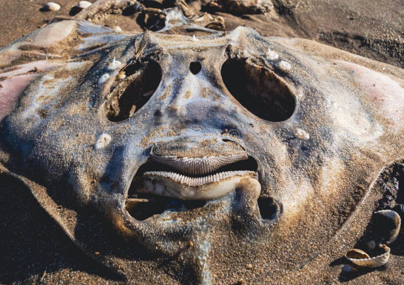 Face Decomposing Stock Photos - Free & Royalty-Free Stock Photos from ...