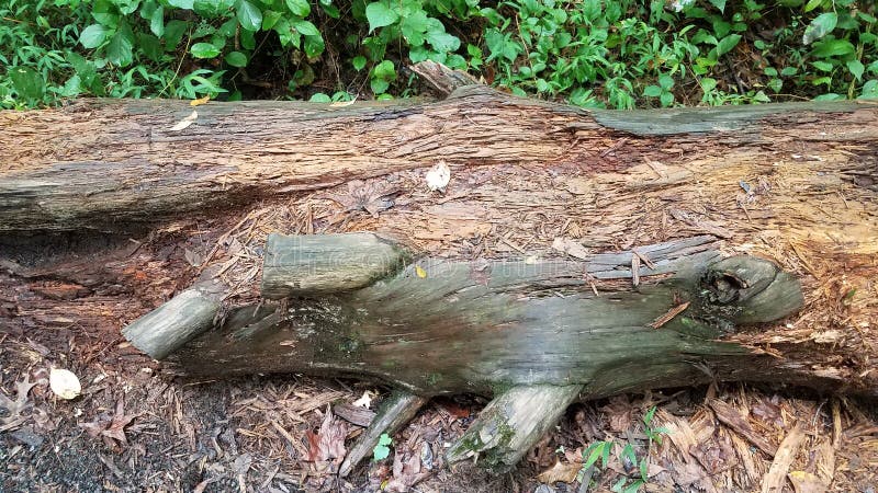 Old Rotting Log on a Hiking Trail Stock Photo - Image of aged ...