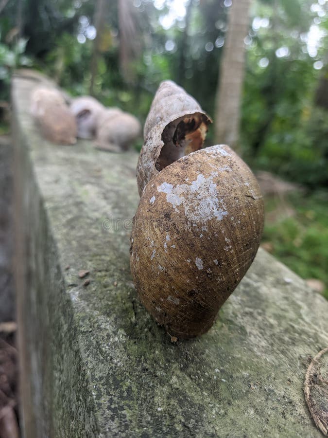 A Decomposing Shell of Dead Snail Stock Image - Image of snail ...
