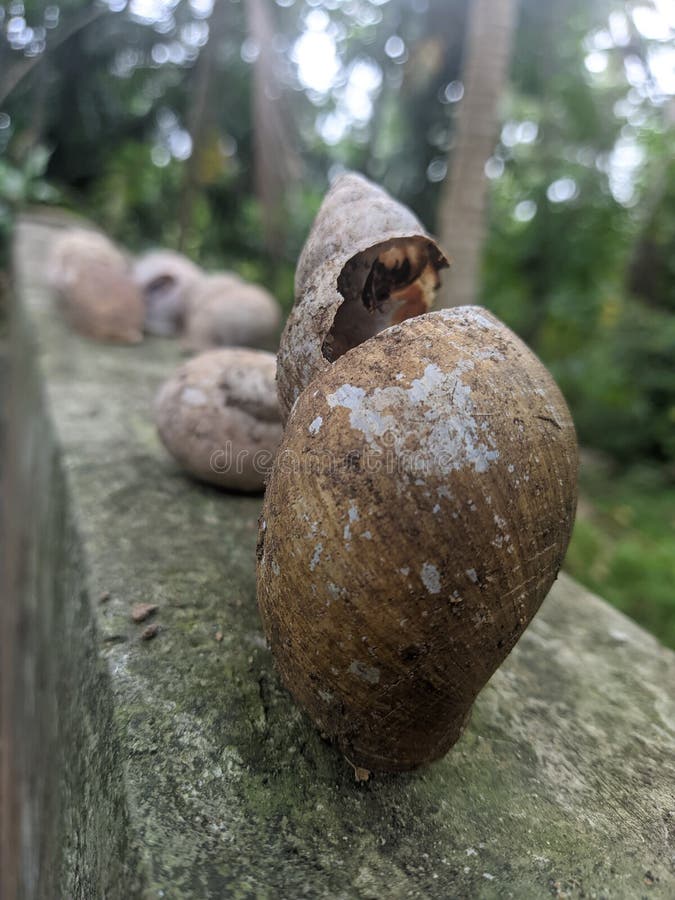 Decomposingshell Stock Photos - Free & Royalty-Free Stock Photos from ...