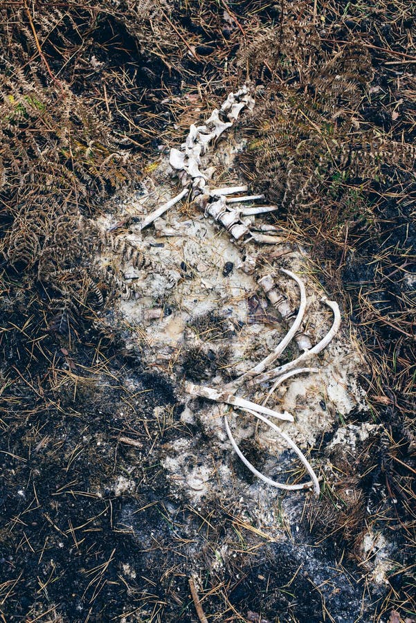 Decomposing Skeleton of Animal on Forest Ground. Stock Photo - Image of ...