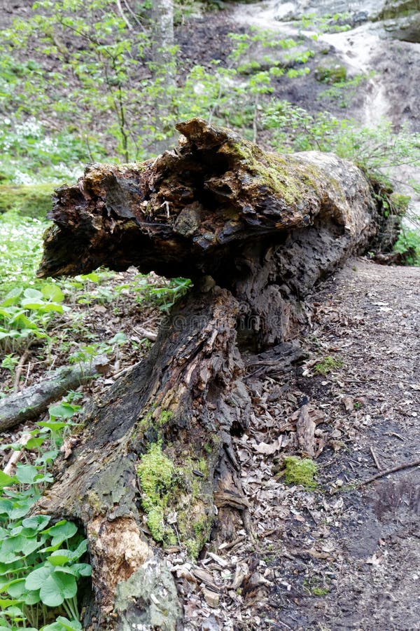 Decomposing tree trunk stock photo. Image of lying, autumn - 34539916